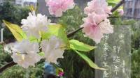 伊袭手工屋染色仿真纸花,樱花,