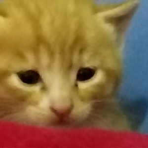 无所事事的钢板 