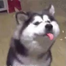八卦研究菌 