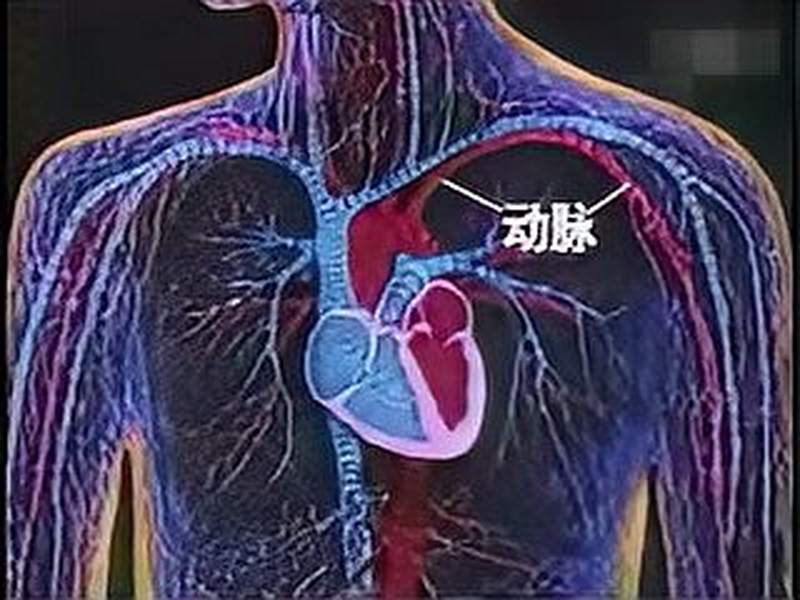 血管:动脉,静脉,毛细血管