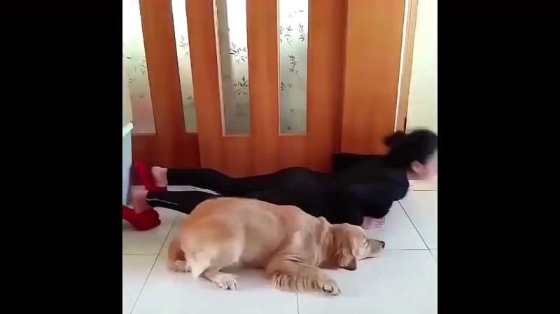 可爱的狗狗们模仿主人动物,各种造型,笑到停不下来!