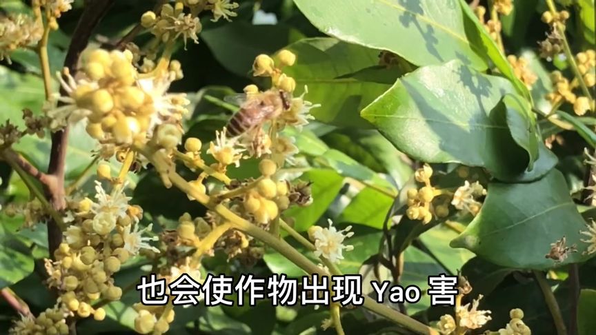 #2021新农人计划 #抖音助农 科学安全使用农药,盲目增加使用剂量