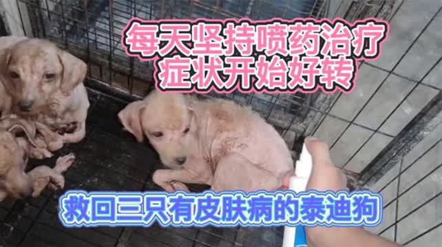 救回三只有皮肤病被遗弃的泰迪狗,每天坚持喷药治疗症状开始好转