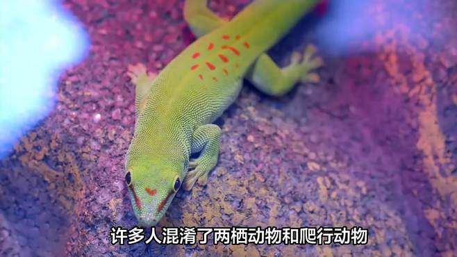 两栖动物与爬行动物:有什么区别?