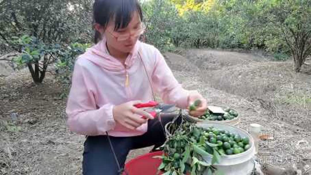 水吧店卖一杯青桔柠檬百香果茶至少要10元,农民摘一筐你猜多少钱