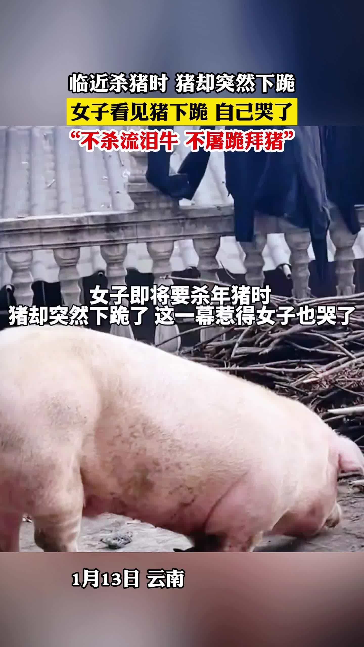 临近杀猪时 猪却突然下跪,女子看见猪下跪 自己哭了