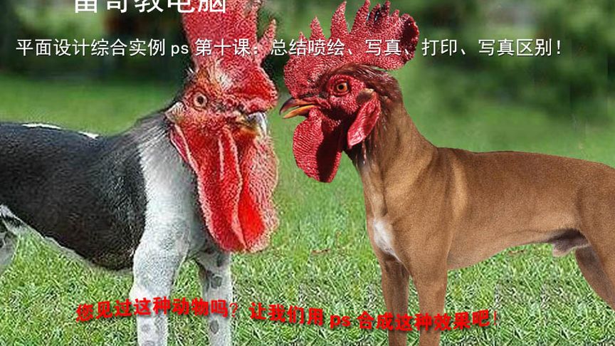 您见过这种动物吗?让我们用ps合成这种效果吧!