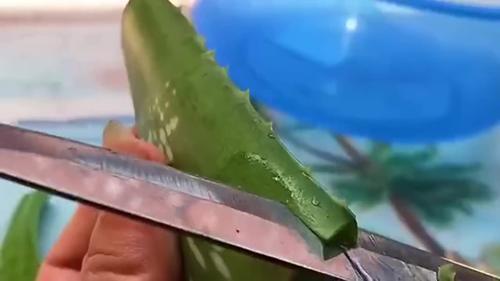 芦荟胶不用买,教你怎么自己做,不但方法简单效果比买的还要好