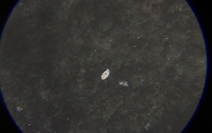 用高倍显微放大镜看玻璃鱼缸里的浮游生物P1