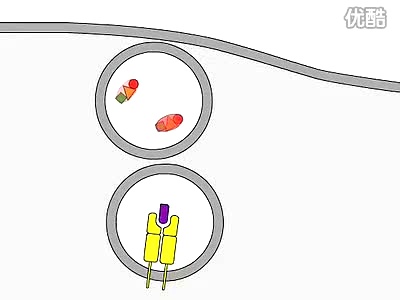 MHC II类分子抗原呈递过程