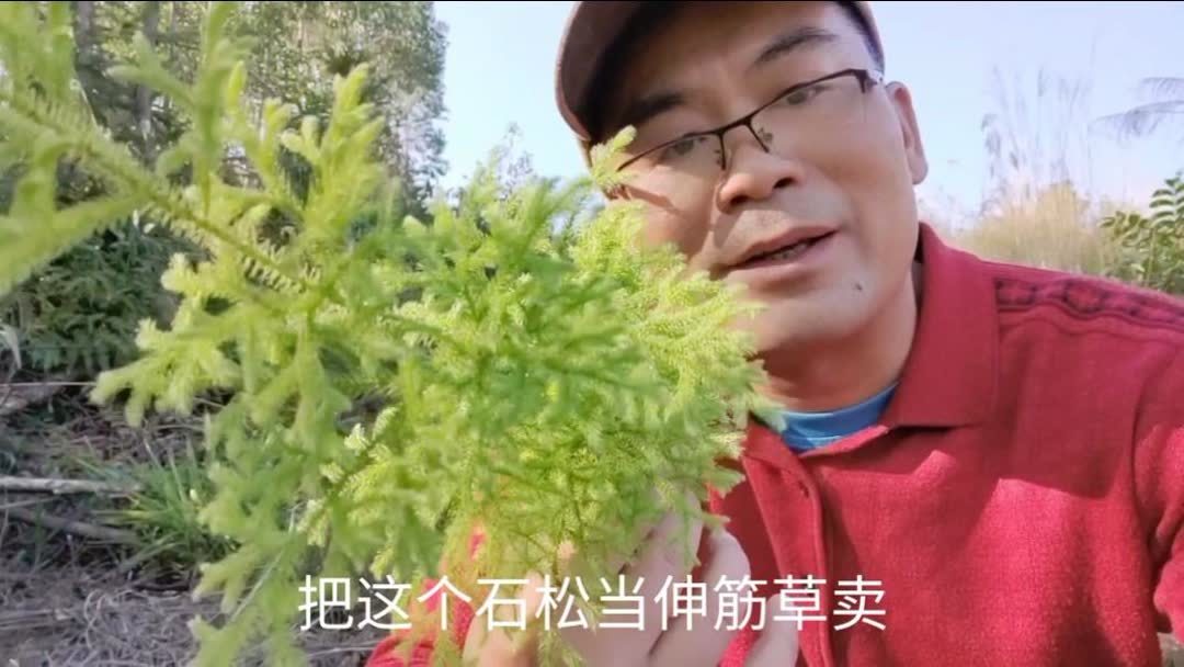 有人说这是伸筋草,别闹了。石松跟伸筋草是不同的,不要混淆了