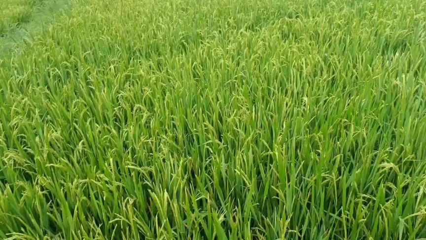 #现代农业发展 ,杂交水稻制种,80后新农人创业,水稻