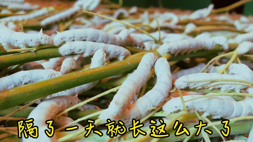 #蚕宝宝成长记 #dou来中国丹寨非遗周 #万物生长