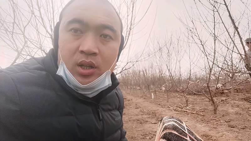 8公分桃树苗种植管理模式 桃树修剪方法 桃树修剪口诀