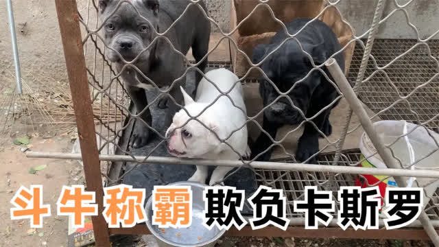 斗牛犬打架好厉害,凶巴巴挑战卡斯罗