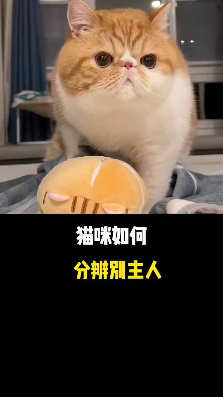 猫咪如何分辨别主人