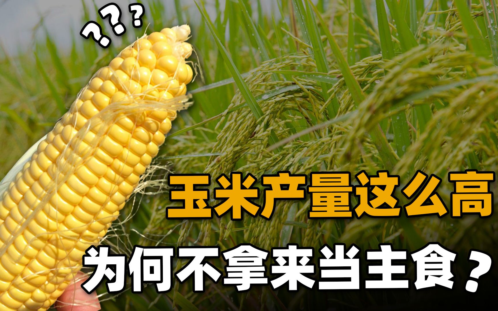 亩产比小麦和水稻高近两倍,为何却很少有国家把玉米当主粮?
