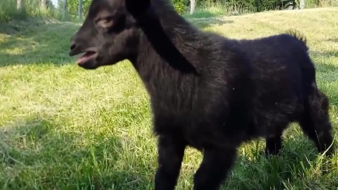 动物界的模仿高手,会模仿婴儿的啼哭