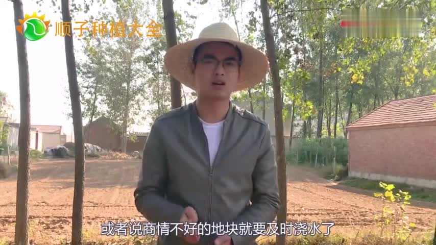 冬小麦冬小麦怎么管理,来年才能高产呢?这几点需要留意!