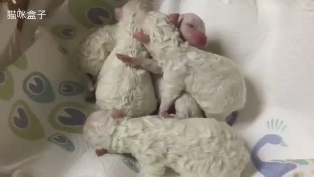 刚出生的比熊狗狗 毛都还没有舒展开