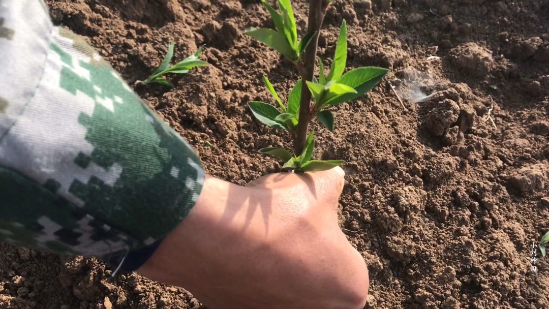 第一年种植的桃树如何管理?看小伙实际操作