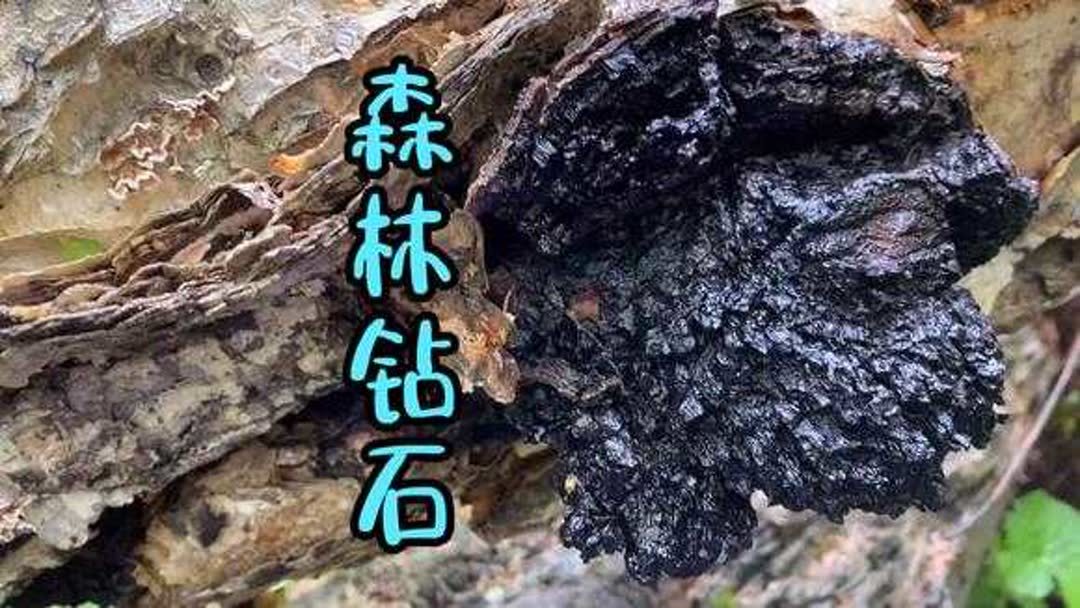 桦树茸,被誉为"森林钻石",用处很大你知道嘛?
