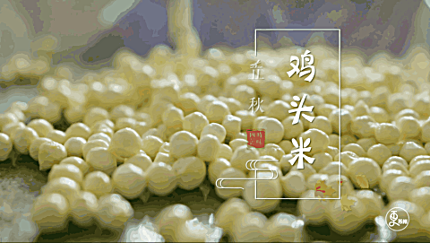 葑水种鸡头, 细剥小庭幽——苏州吃货最爱的鸡头米来了!