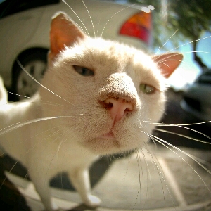 大帅最棒啦啦啦 