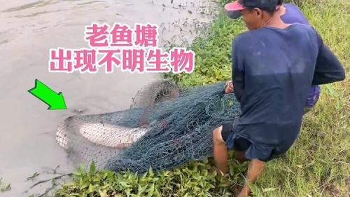 清理无人看管的老鱼塘,发现巨型不明生物,老板直呼亏大了