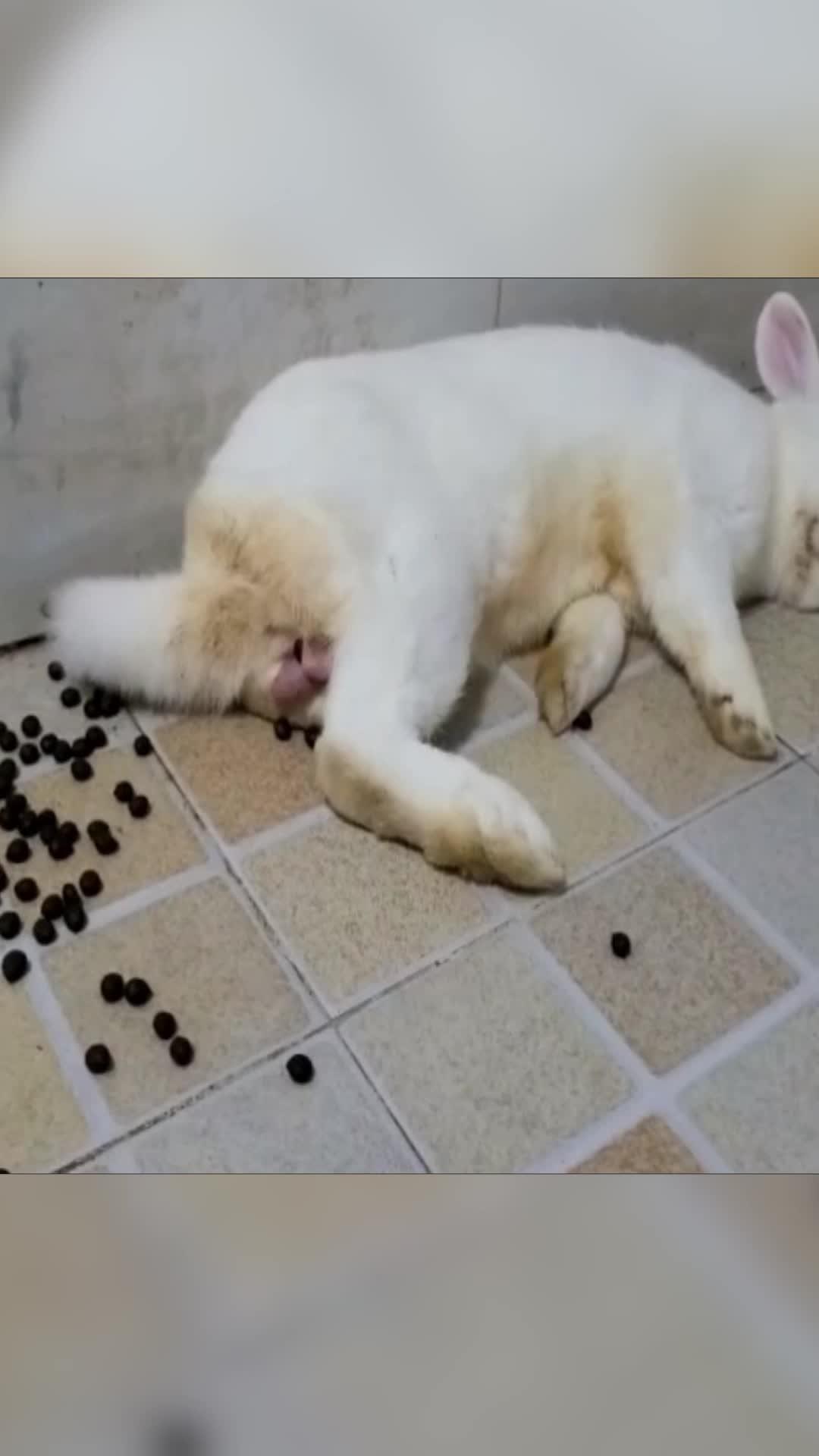 爆笑原味黑珍珠奶茶制作过程曝光#动物世界 #动物世界