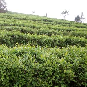 茶品与健康 