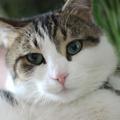 猫咪听你说 