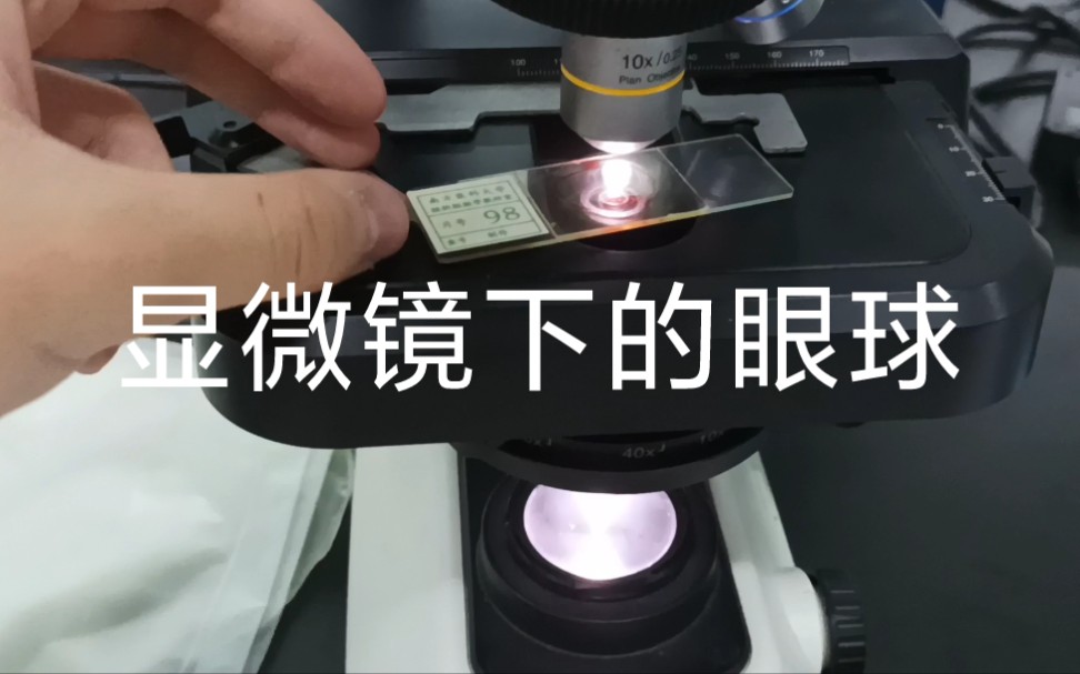 【南方医科大学】显微镜下的眼球(组织学实验)