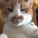 大野猪头领 