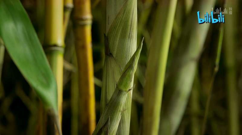 大熊猫帝国,竹子的生长速度极快,通过延时看一下过程吧