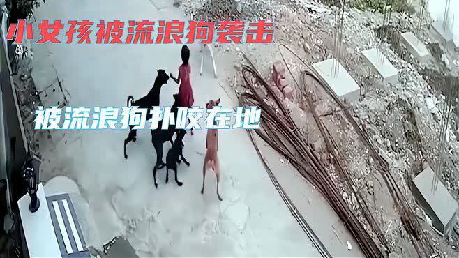 简直让人难以置信,小女孩被流浪狗袭击,被流浪狗扑咬在地