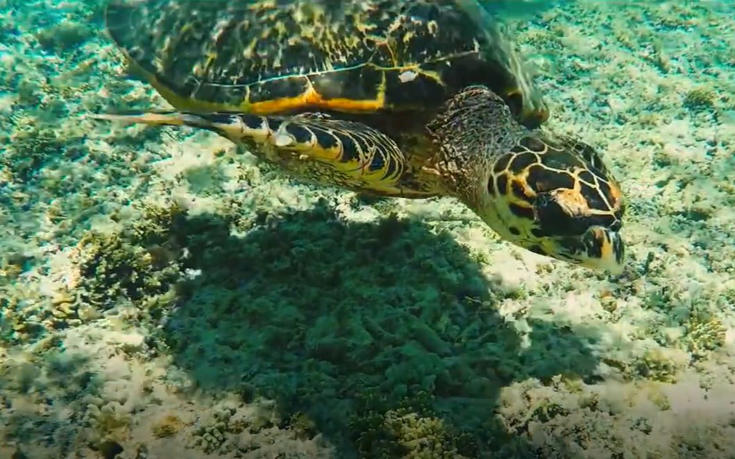 很棒的BGM,搭配帆船运动。