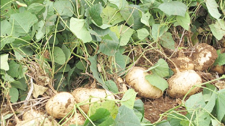 它是“敌敌畏”的制作材料?农民每年都会种,你敢吃吗?