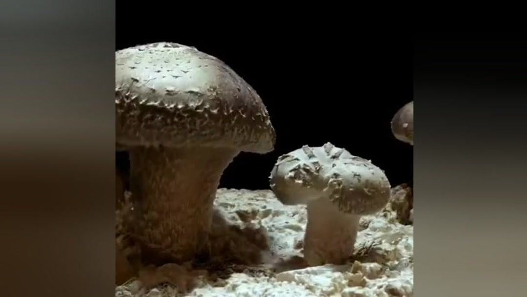 香菇的生长过程,转存给小朋友科普一下吧?.