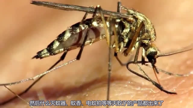 全世界最大的蚊子工厂,每月放出3000万只,真相让人直呼太狠了