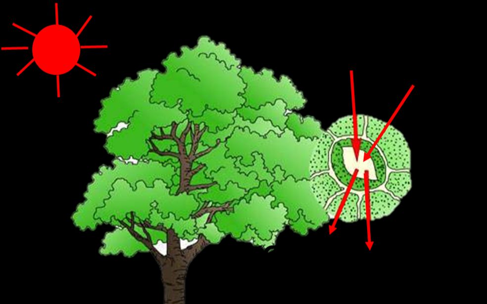 光合作用的探究历程