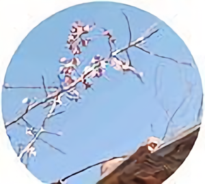 Nancy带你学英语 