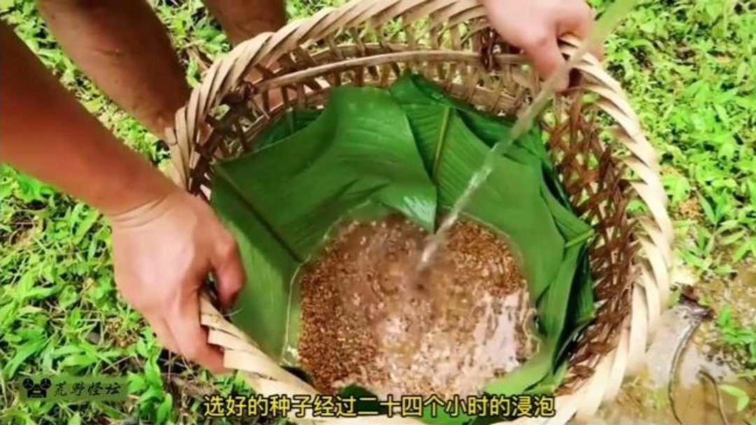 水稻选种整地插秧全过程