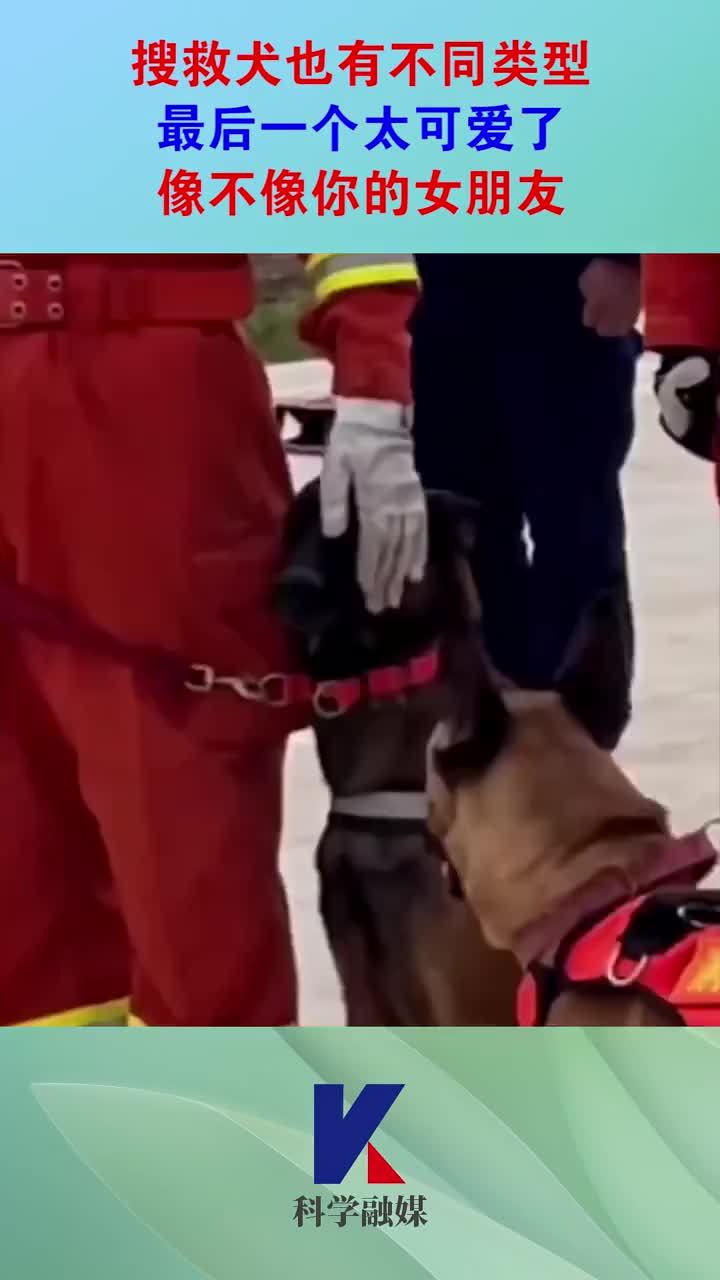 搜救犬也有不同类型,最后一个太可爱了,像不像你的女朋友