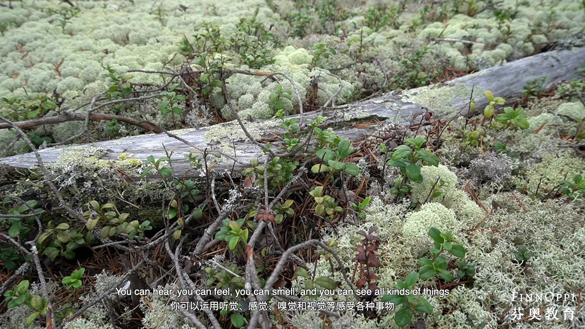 芬兰可持续研学系列之芬兰森林和每个人的权利