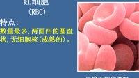 人教版初中生物七年级下册第一节流动的组织—血液