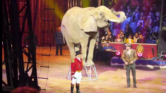 papi逗:大象的杂技表演