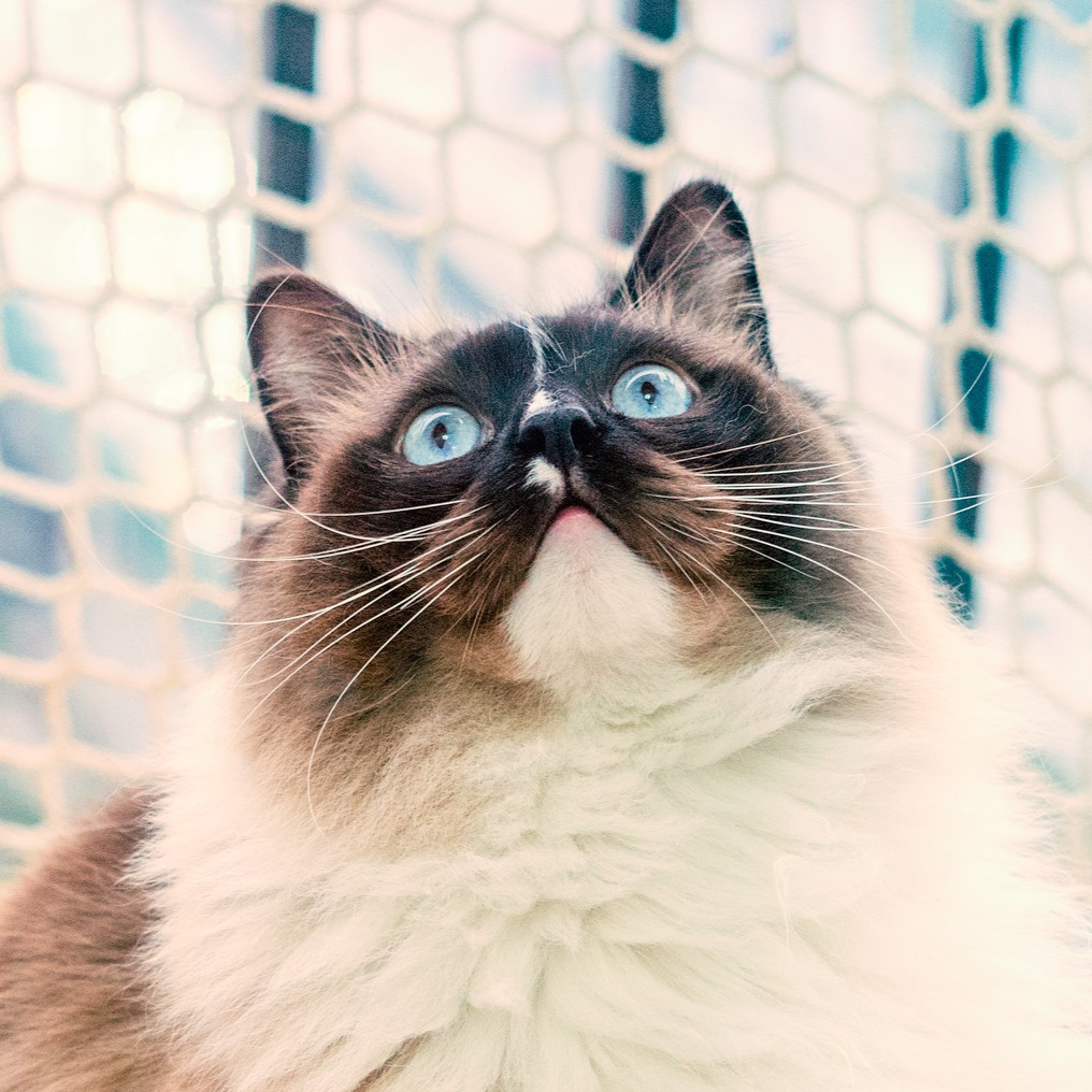 Kiwi是个快乐的小傻子 