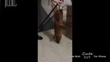 【这狗要逆天了!尼玛进化成人的节奏】双腿直立行走的狗狗