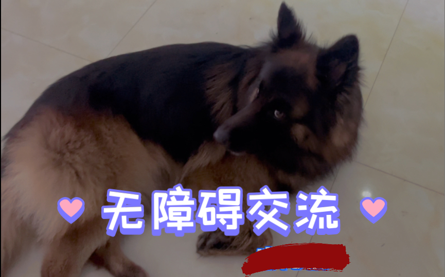 网上都称之为的“无障碍交流”…我拿我家的大狼狗太子爷来宣传一下...